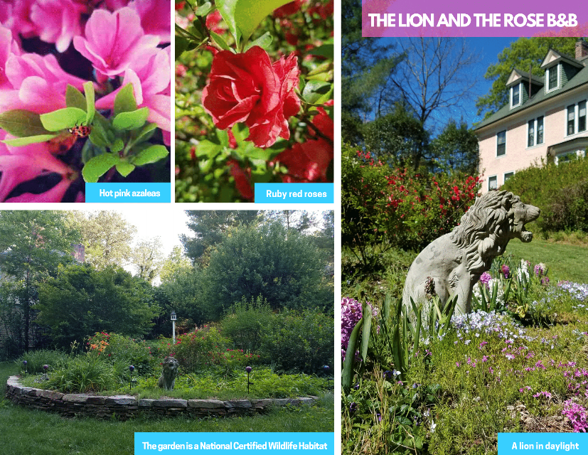 Our Certified Wildlife Garden - The Lion and the Rose