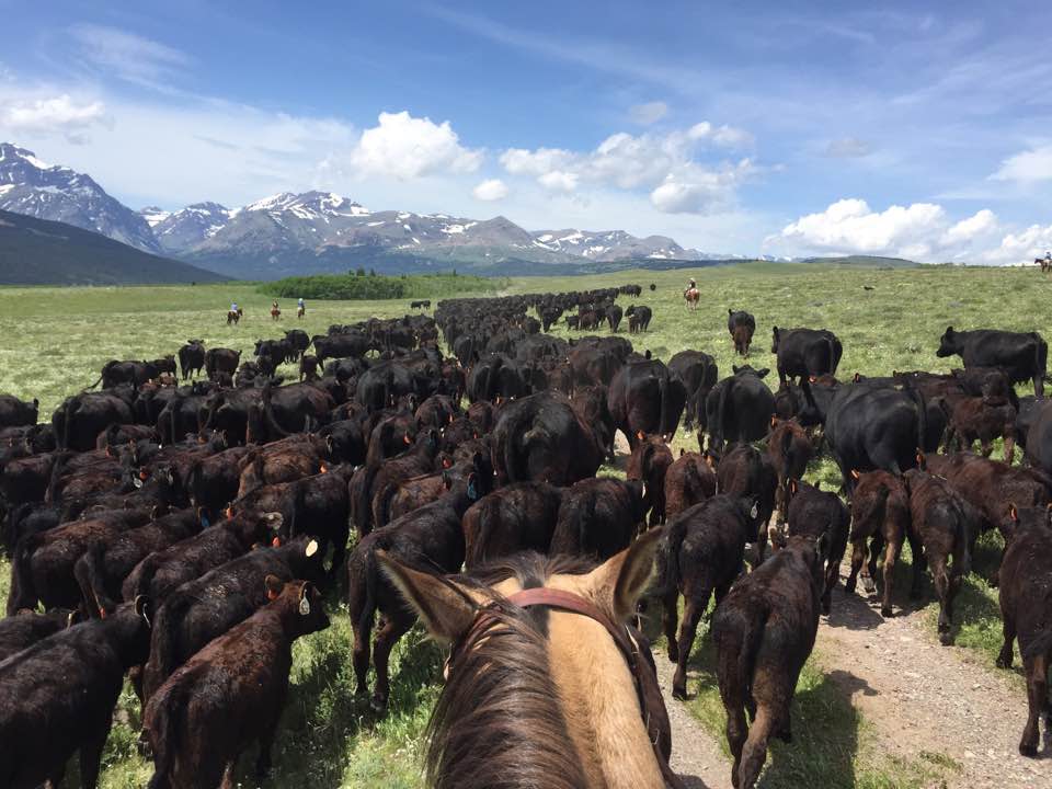 Cattle Drive Vacations | Bear Creek Ranch in East Glacier, Montana