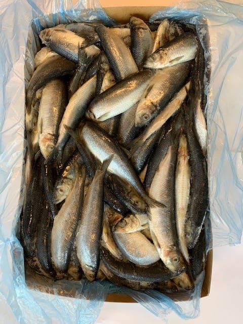 Agn frossen hvitfisk 20Kg | OK Marine