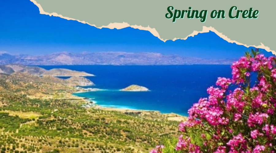 Spring on Crete. Olive greenery, Cretan customs and mild weather🌹Okay ...