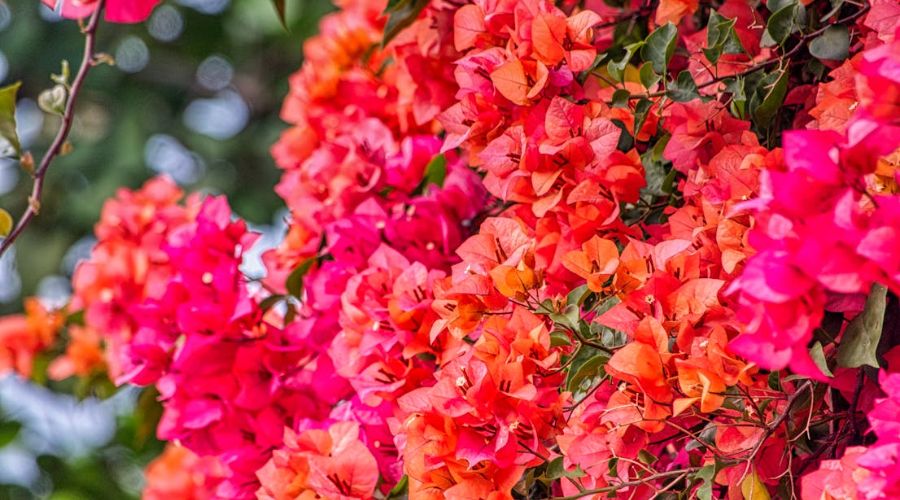 Spring on Crete. Olive greenery, Cretan customs and mild weather🌹Okay ...