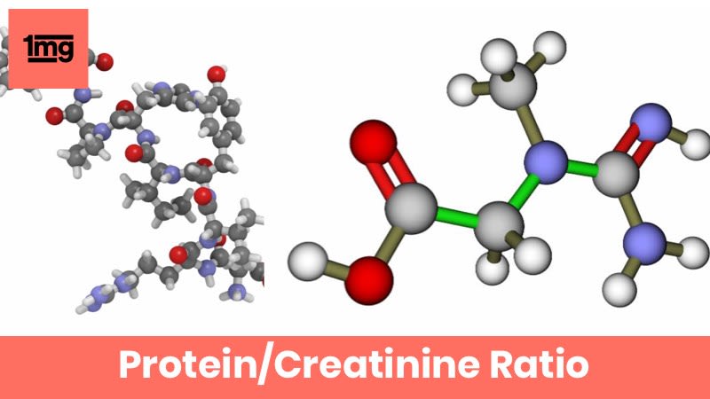 Protein/Creatinine Ratio : Purpose & Normal Range of Results | 1mg