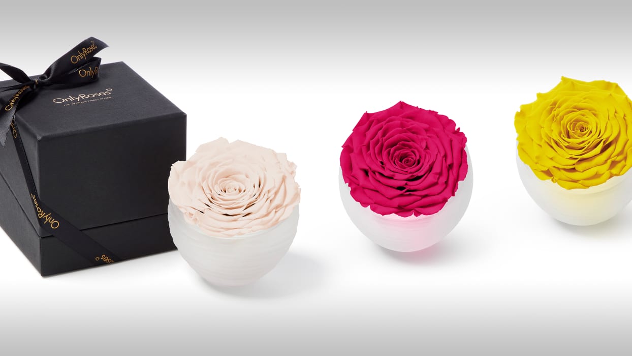 Luxury Roses Delivered in Qatar | OnlyRoses