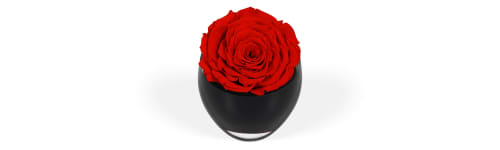 Nationwide Delivery Service for Luxury Roses | OnlyRoses
