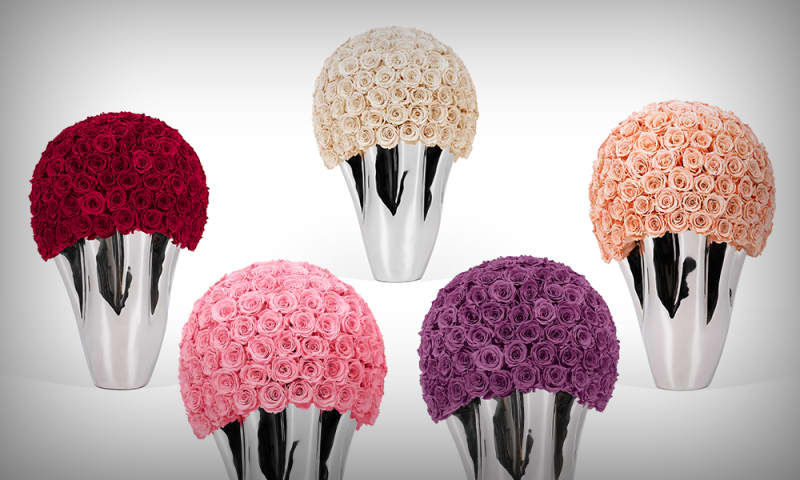 Introducing: The Infinite Rose Lady Jane