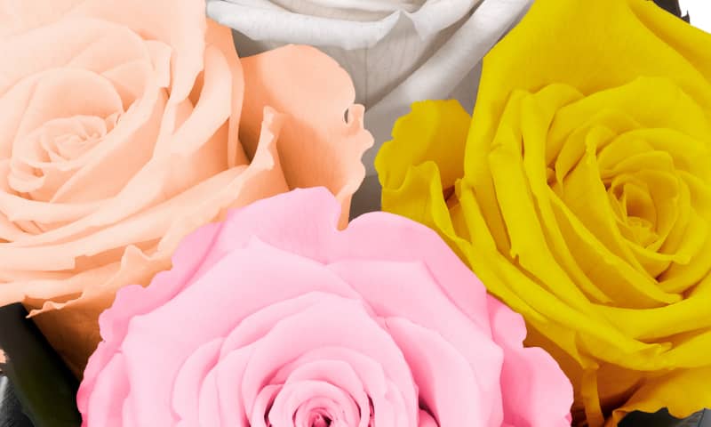 Long Lasting Roses - In All Weather - London | OnlyRoses