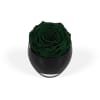 Emerald Green Roses - London Delivery | OnlyRoses