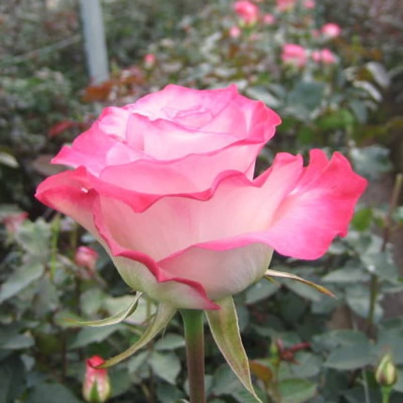 Classic Luxury Roses - London | OnlyRoses