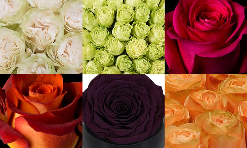 What Luxury Roses are Trending this Autumn? | OnlyRoses