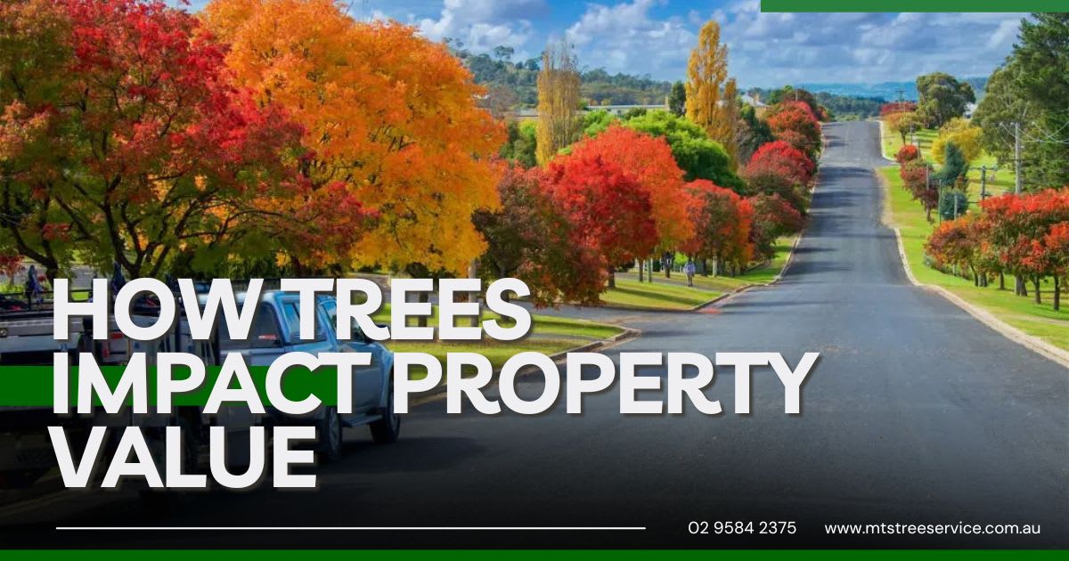 How Tress Impact the Value of Properties & Homes in Sydney