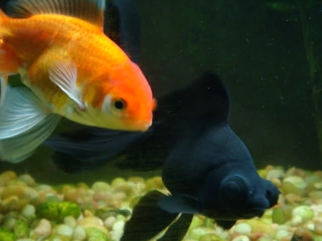 goldfish info goldfish emergency diagnose symptoms and treat