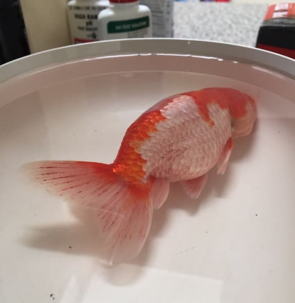 diagnose goldfish symptoms, goldfish emergency 911