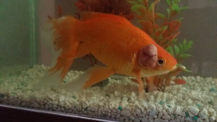 diagnose goldfish symptoms, goldfish emergency 911