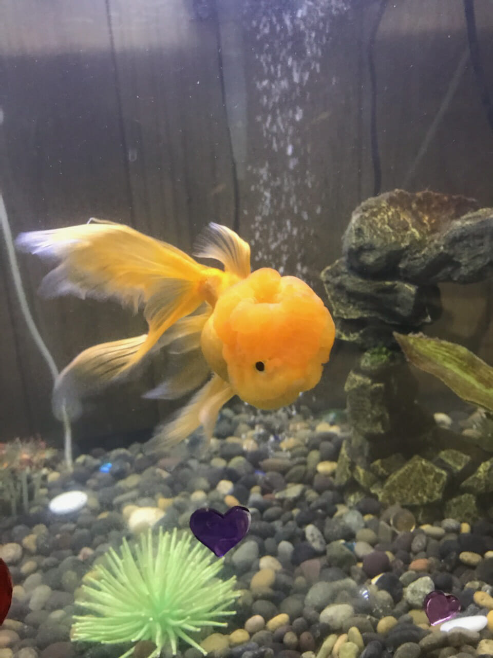 diagnose goldfish symptoms, goldfish emergency 911