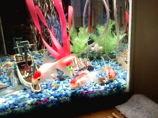 Goldfish Koi House; goldfish emergency; 10 steps to goldfish Koi Keeping