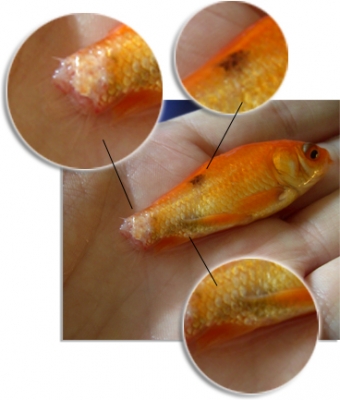 diagnose goldfish symptoms, goldfish emergency 911