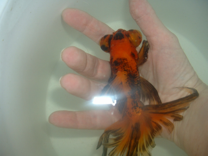 diagnose goldfish symptoms, goldfish emergency 911