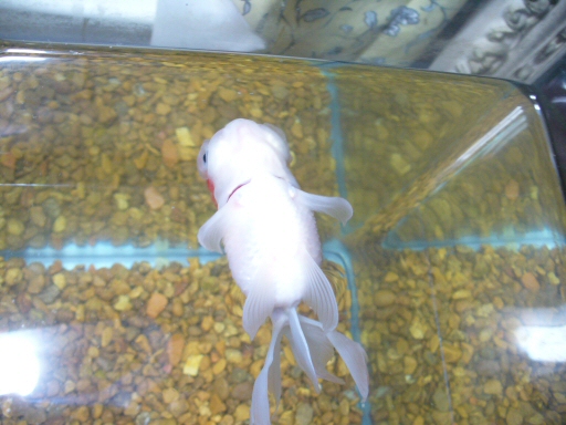 Digestive Disorders goldfish emergency