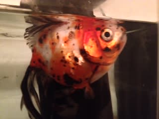 diagnose goldfish symptoms, goldfish emergency 911