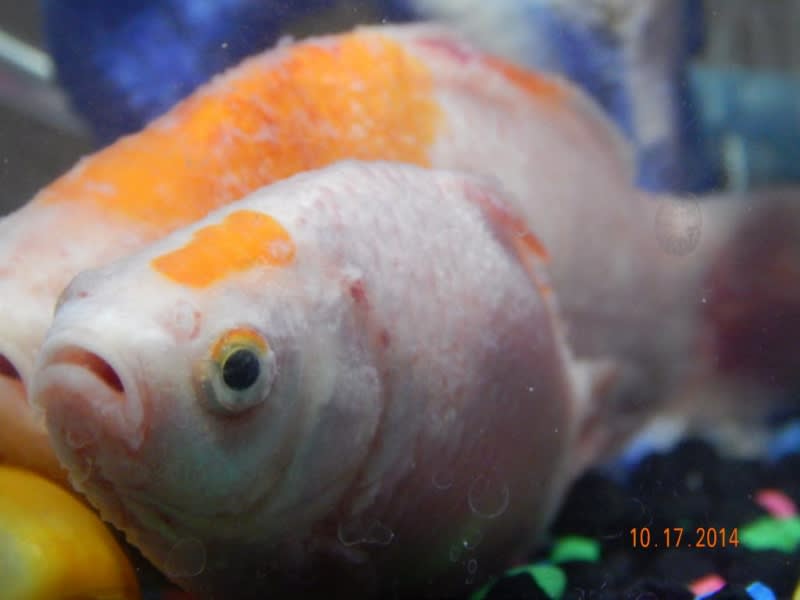 Goldfish cotton fungus-diagnose symptoms and treat-gfe