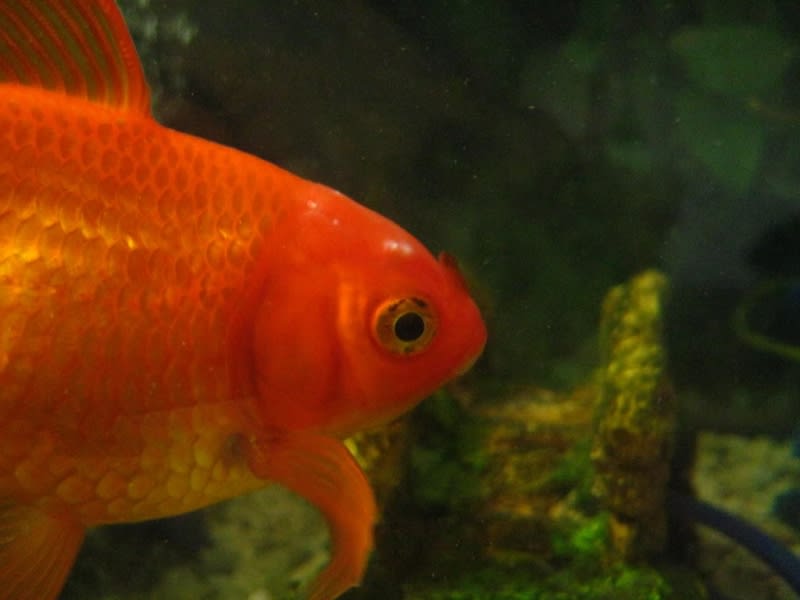 diagnose goldfish symptoms, goldfish emergency 911