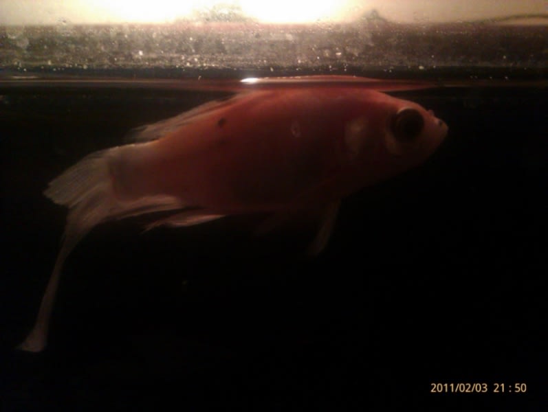 diagnose goldfish symptoms, goldfish emergency 911