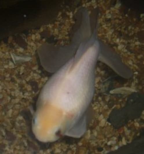 goldfish bulging bleeding eye, goldfish emergency 911