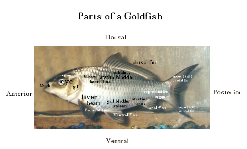 goldfish anatomy, goldfish emergency diagnose and treat