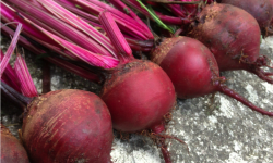 Norene’s Roasted Beet Salad – Kosher Recipes | OU Kosher Certification ...