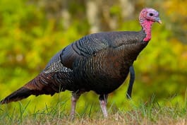 Is the Turkey a Kosher Bird? - Halacha on OU - OU Torah