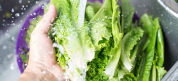 Assuring Insect-Free Romaine Lettuce - Kosher for Passover