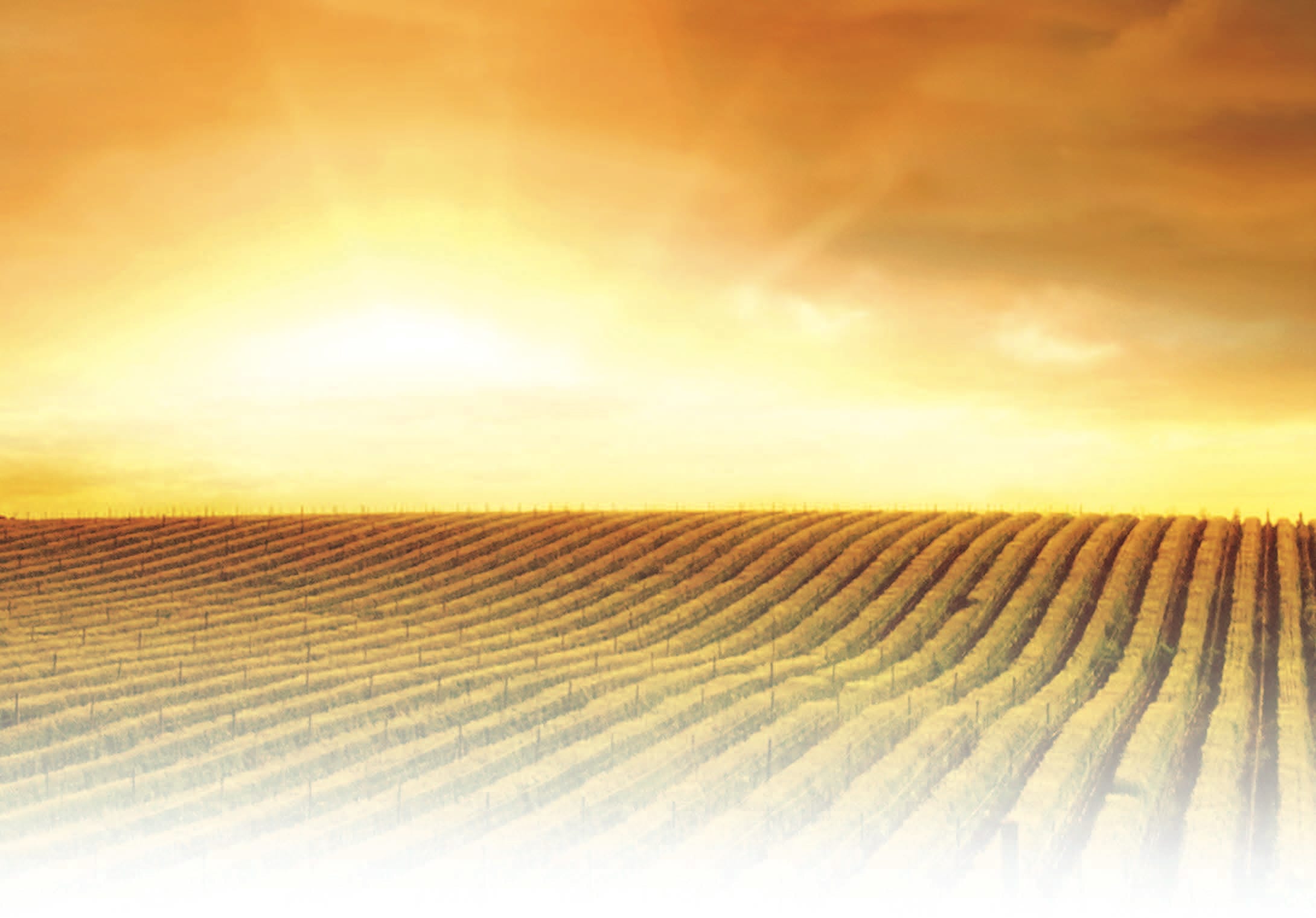 The Spiritual Significance of Shemitah - Jewish Action