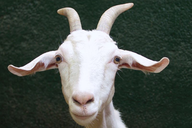 Chad Gadya - Jewish Holidays