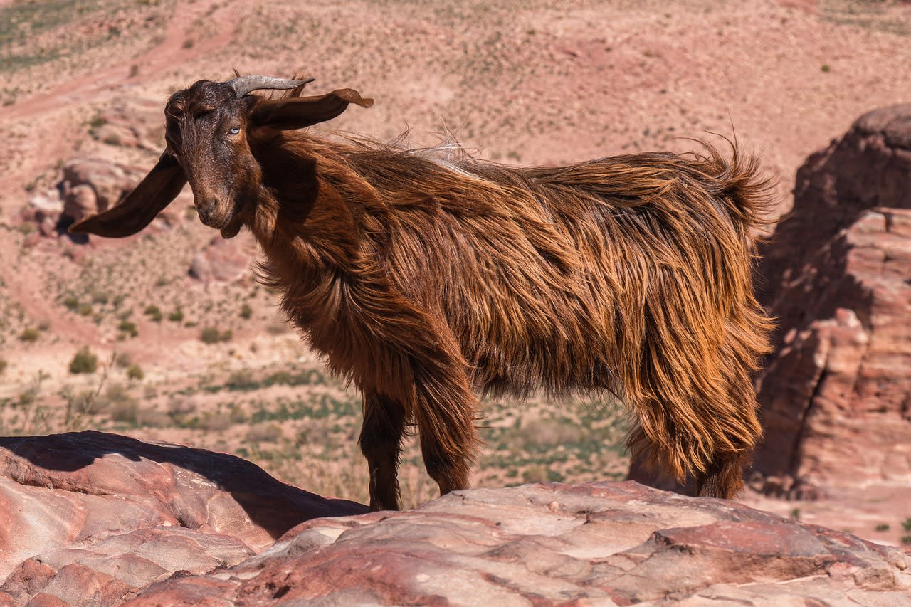 Agnon's Fable of the Goat: A Modern Midrash for Medinat Yisrael ...