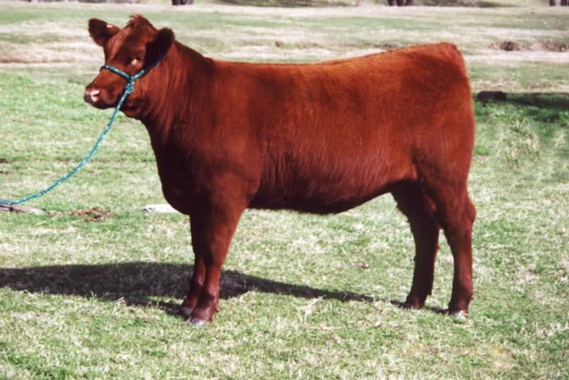 Parshat Parah: Background - Jewish Holidays