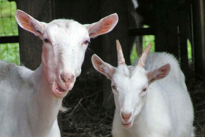 Yom Kippur: Symbolism of the Goats - Rebbetzin Shira Smiles