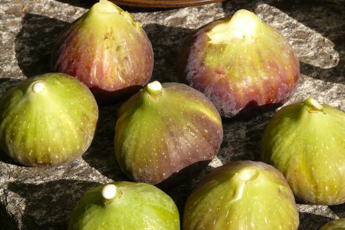 Sticks, Stones, and Sour Figs: מה זה אתה רואה? - Jewish Holidays