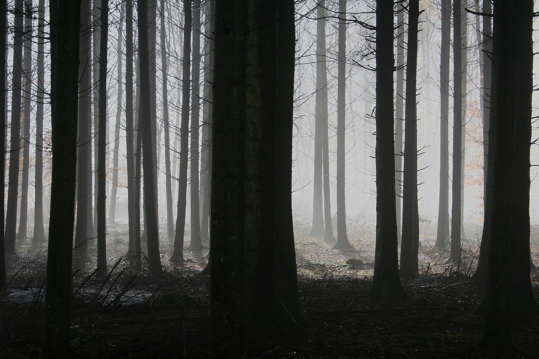 The Mysterious Ancestry of David Hamelech - Jewish Holidays