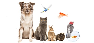 Own a Pet? Make Sure It Doesn’t Go Hungry This Pesach - Kosher for Passover