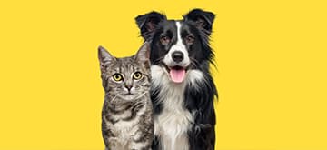Own a Pet? Make Sure It Doesn’t Go Hungry This Pesach - Kosher for Passover