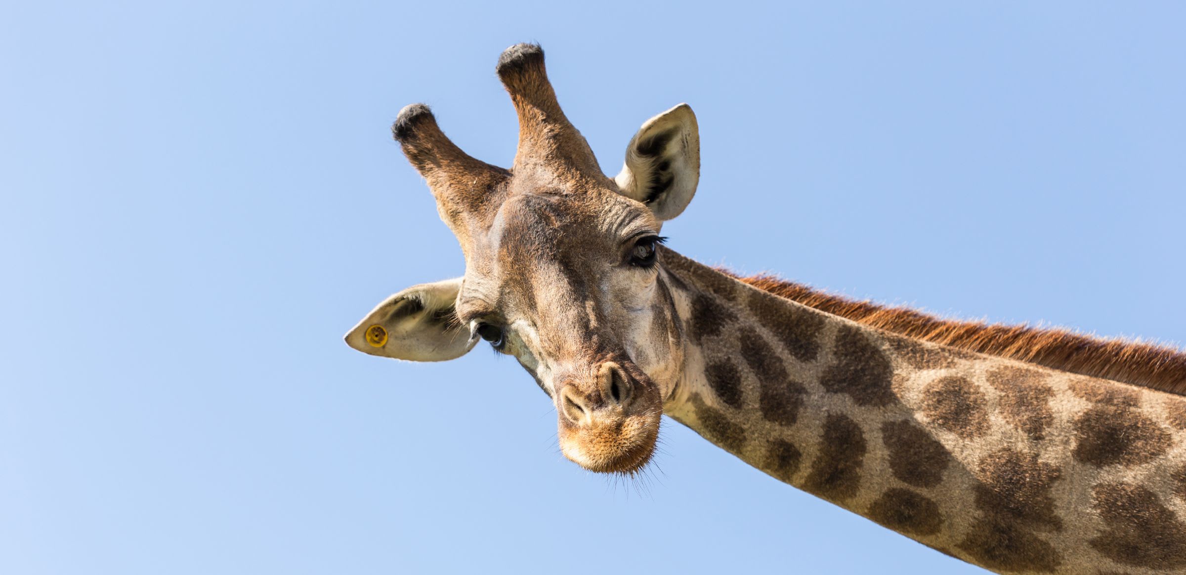 What’s the Truth about . . . Giraffe Meat? - Jewish Action