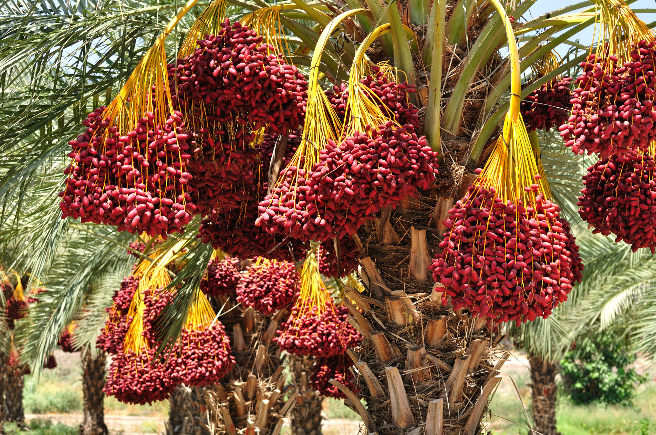 The Significance of Fruit in the Context of Eretz Yisrael and Shemittah ...