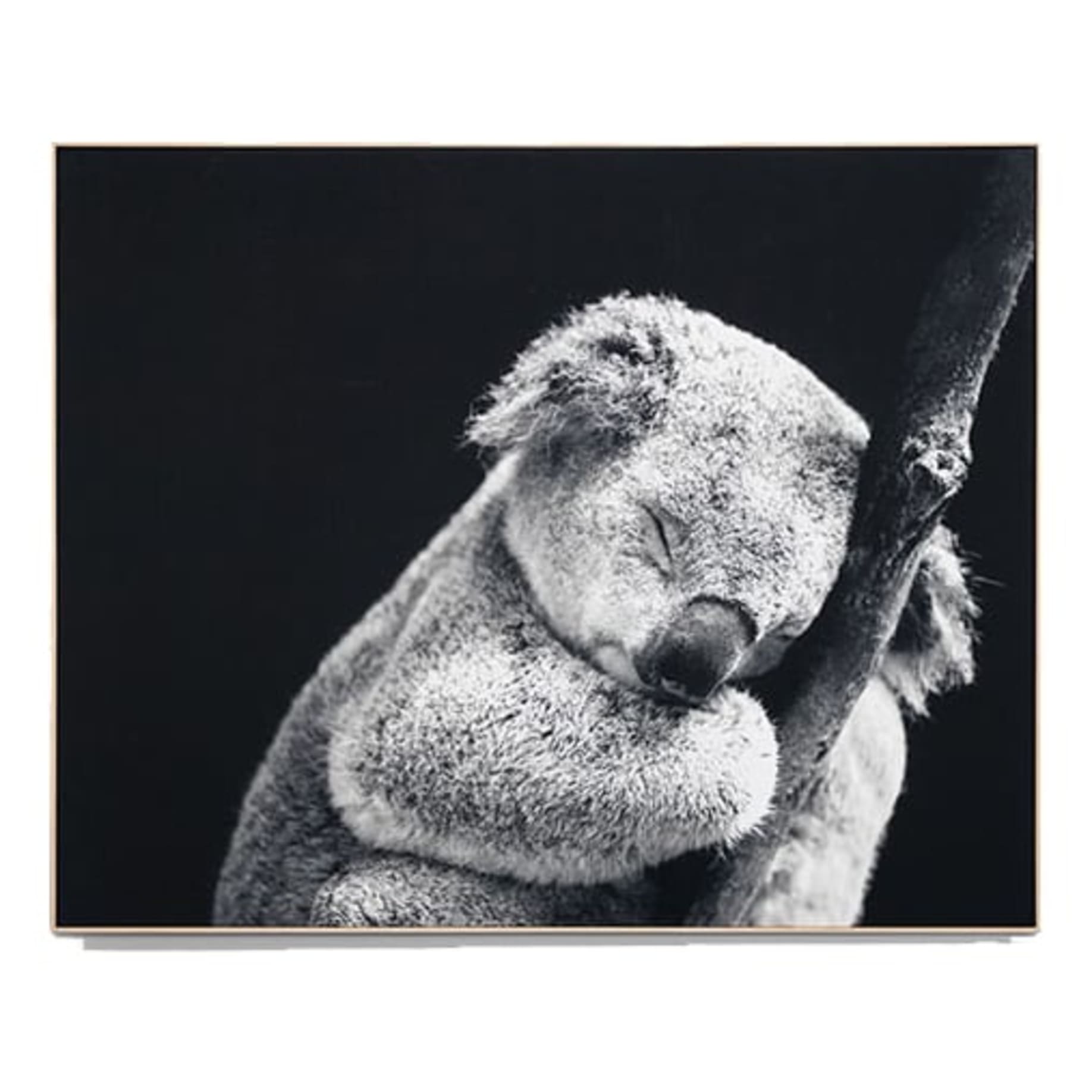 Sleepy Koala Box Framed Canvas in 120 x 150cm | OZ Design Furniture