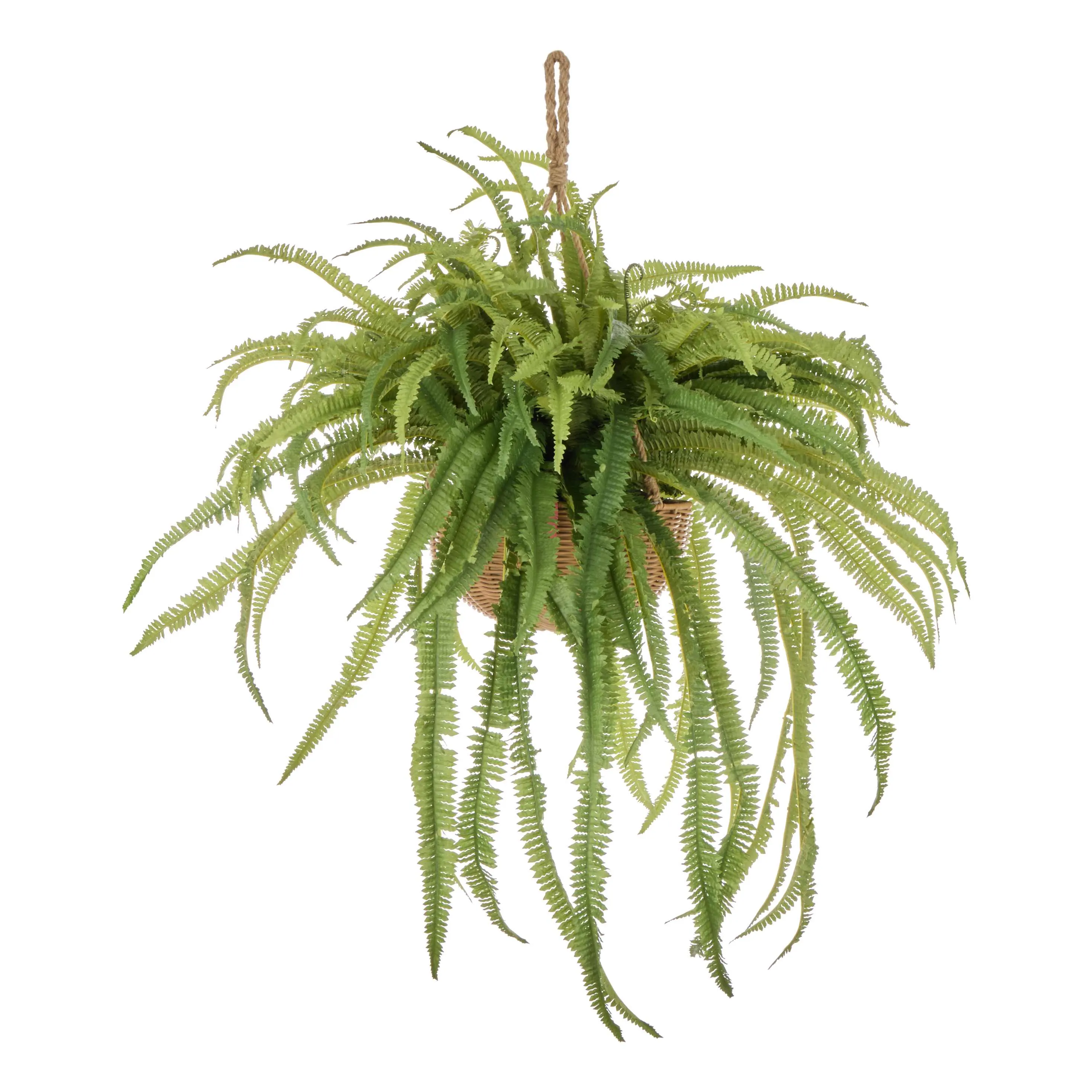 Boston fern