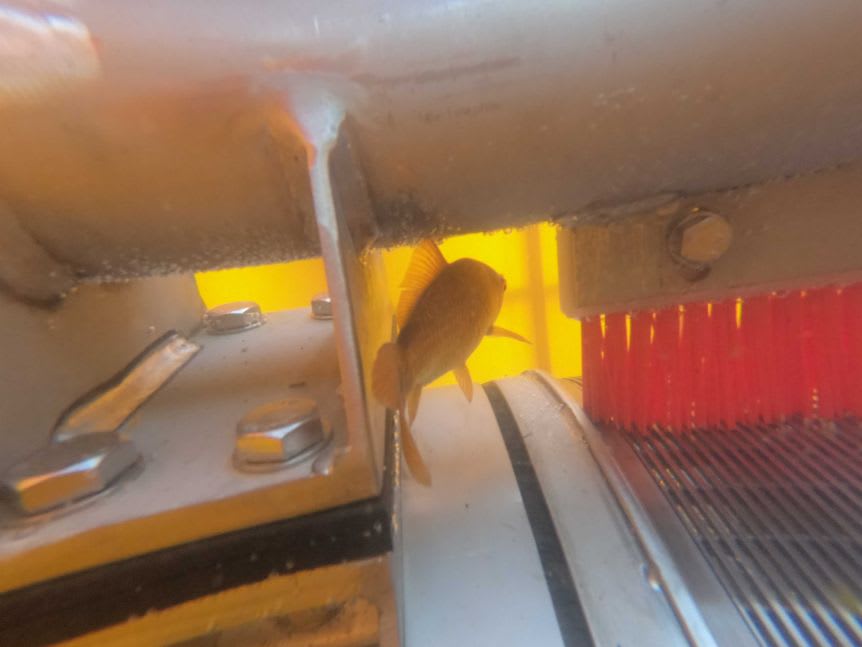 New website showcases best practice fish screen management - OzFish ... New website showcases best practice fish screen management - OzFish ...