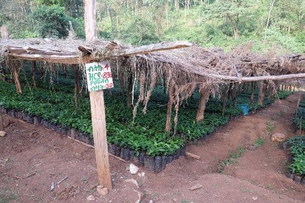 The True Cost of Commodity Coffee | Business Pact Coffee