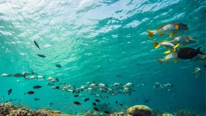 Curso PADI de Identificación de Peces