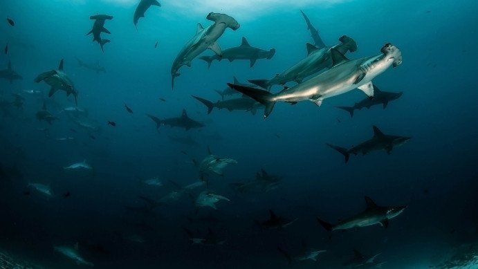 AWARE Shark and Ray Conservation specialty