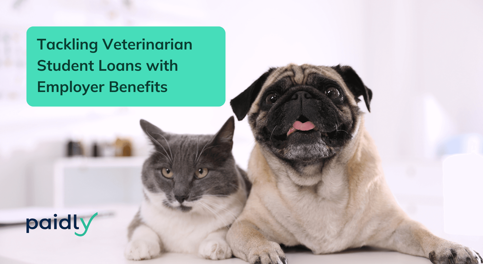 Tackling Veterinarian Student Loans with Employer Benefits | Paidly