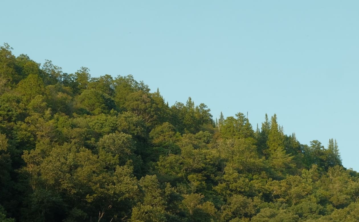 祝51号発行&イベントありがとうございました！｜フリーペーパー制作団体 moco《Pando》